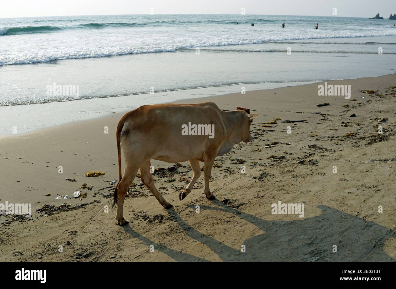 holy cow at the beachh of arambol, goa india Stock Photo - Alamy