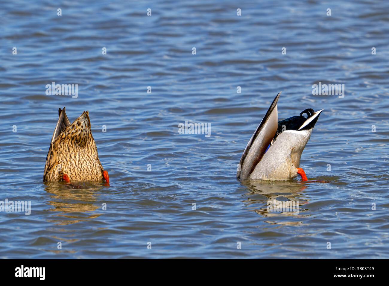 Mallard ducks (Anas platyrhynchos) male and female upend dabbling in ...