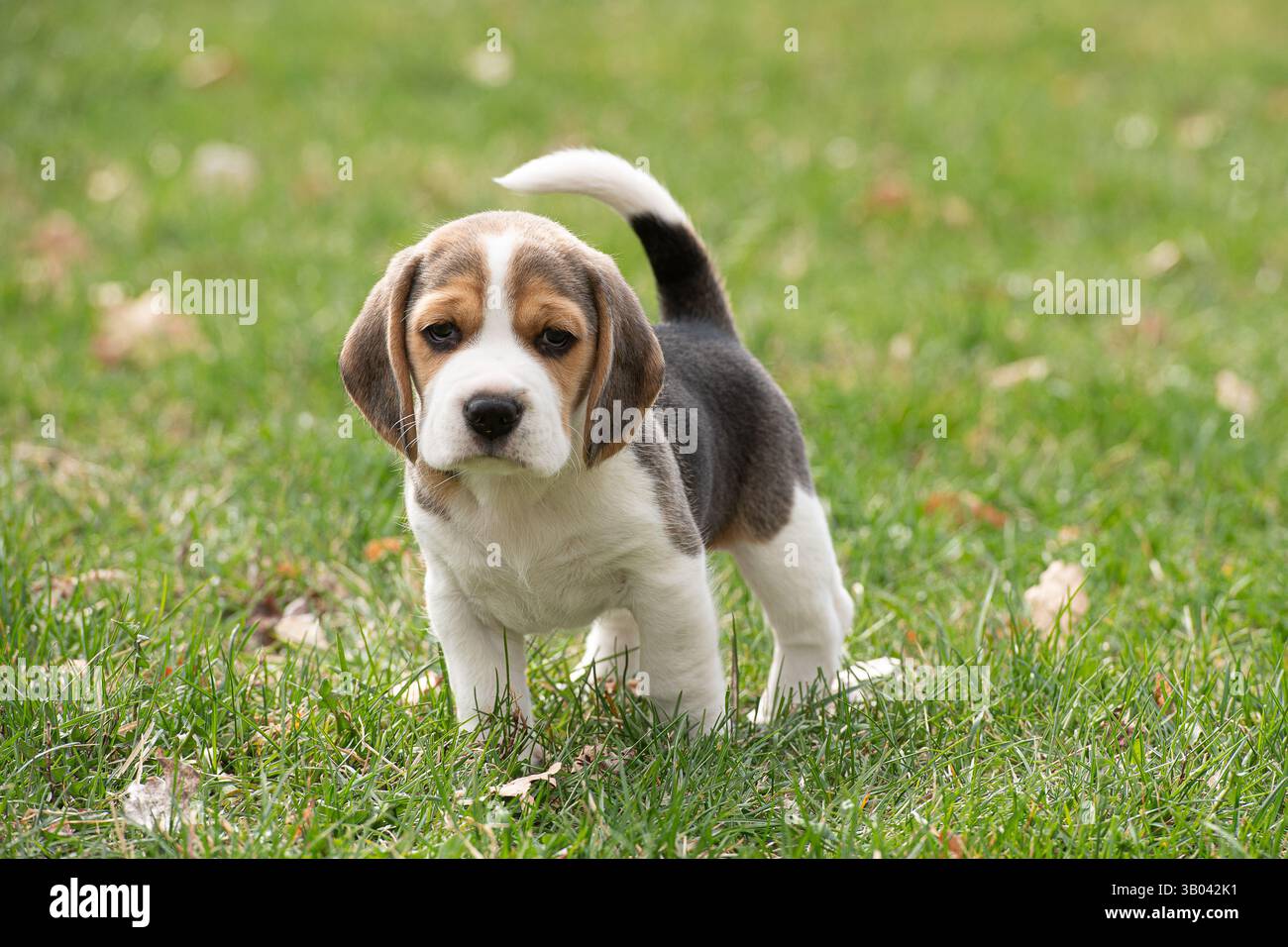 Six weeks old Stock Photo - Alamy