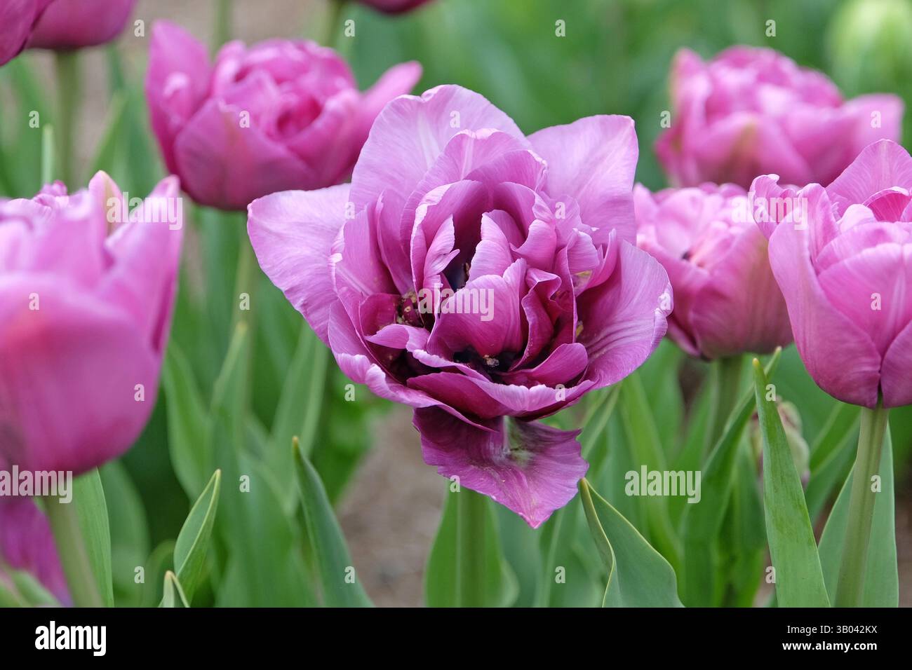 Purple double late Tulip, tulipa ‘Dancing Passion’ in flower Stock ...