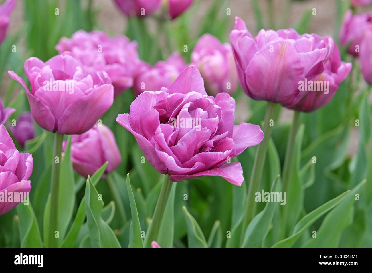 Purple double late Tulip, tulipa ‘Dancing Passion’ in flower Stock ...