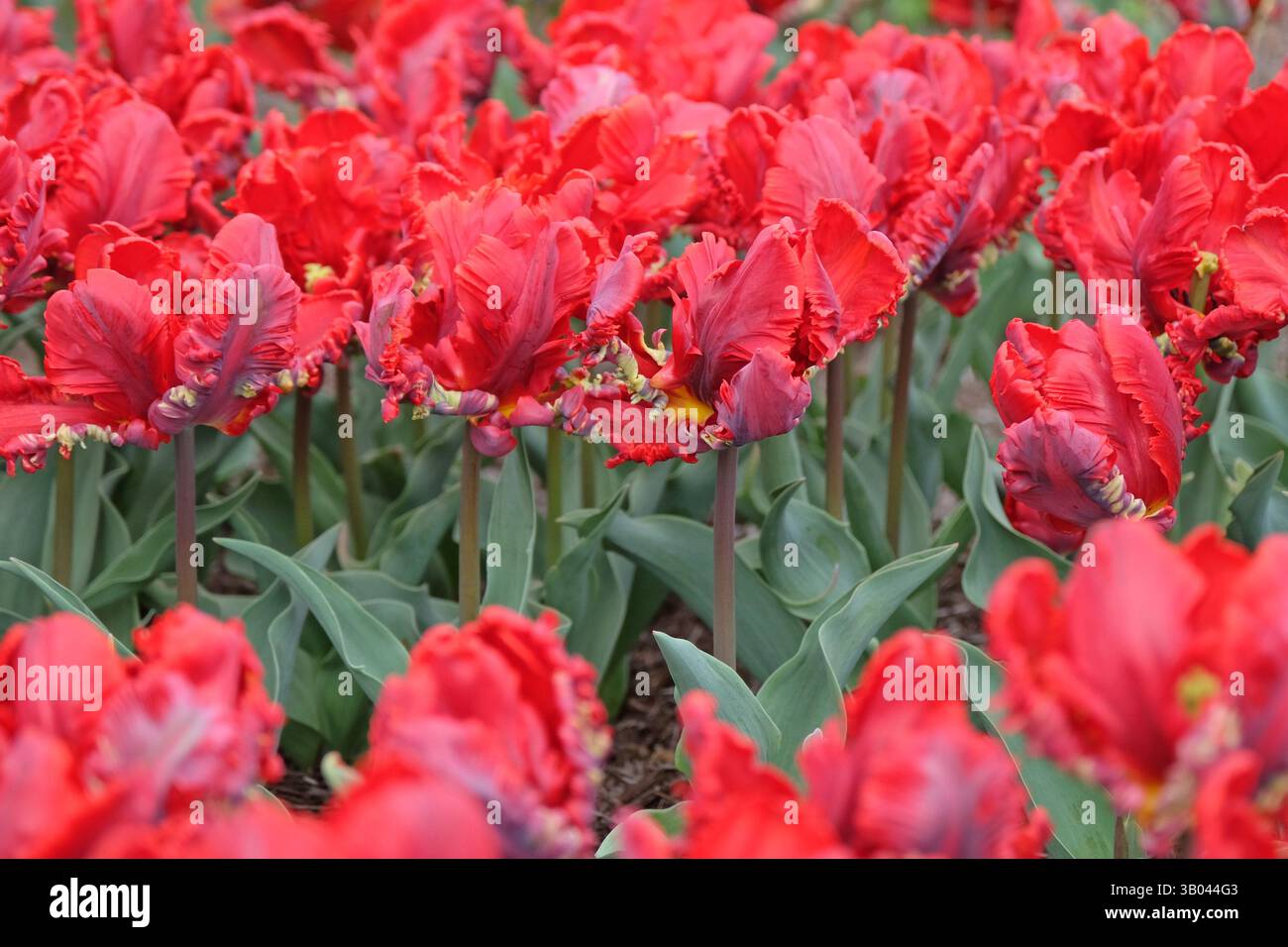 Red frilled parrot Tulip, tulipa ‘Rococo’ in flower Stock Photo - Alamy