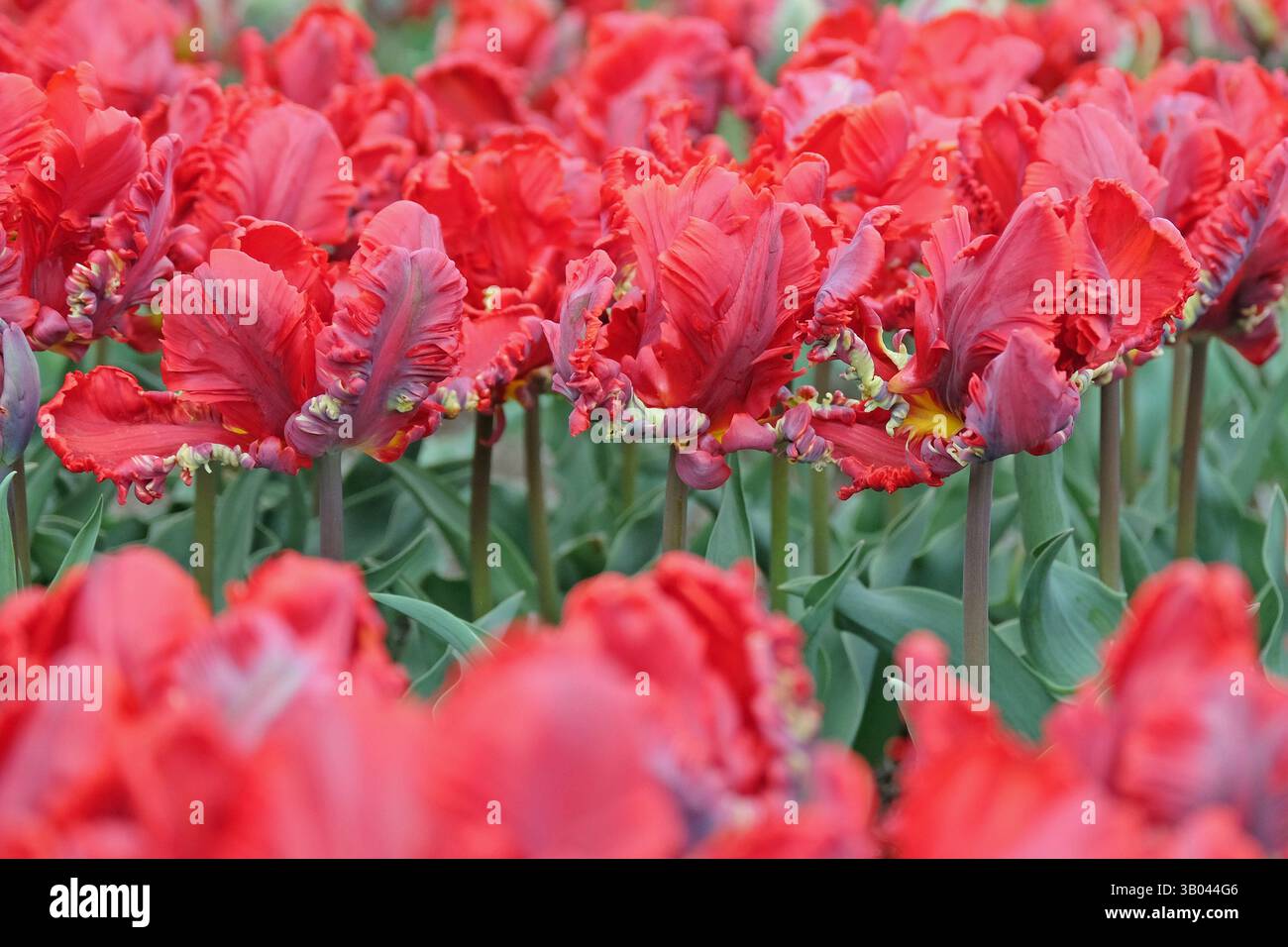 Red frilled parrot Tulip, tulipa ‘Rococo’ in flower Stock Photo - Alamy