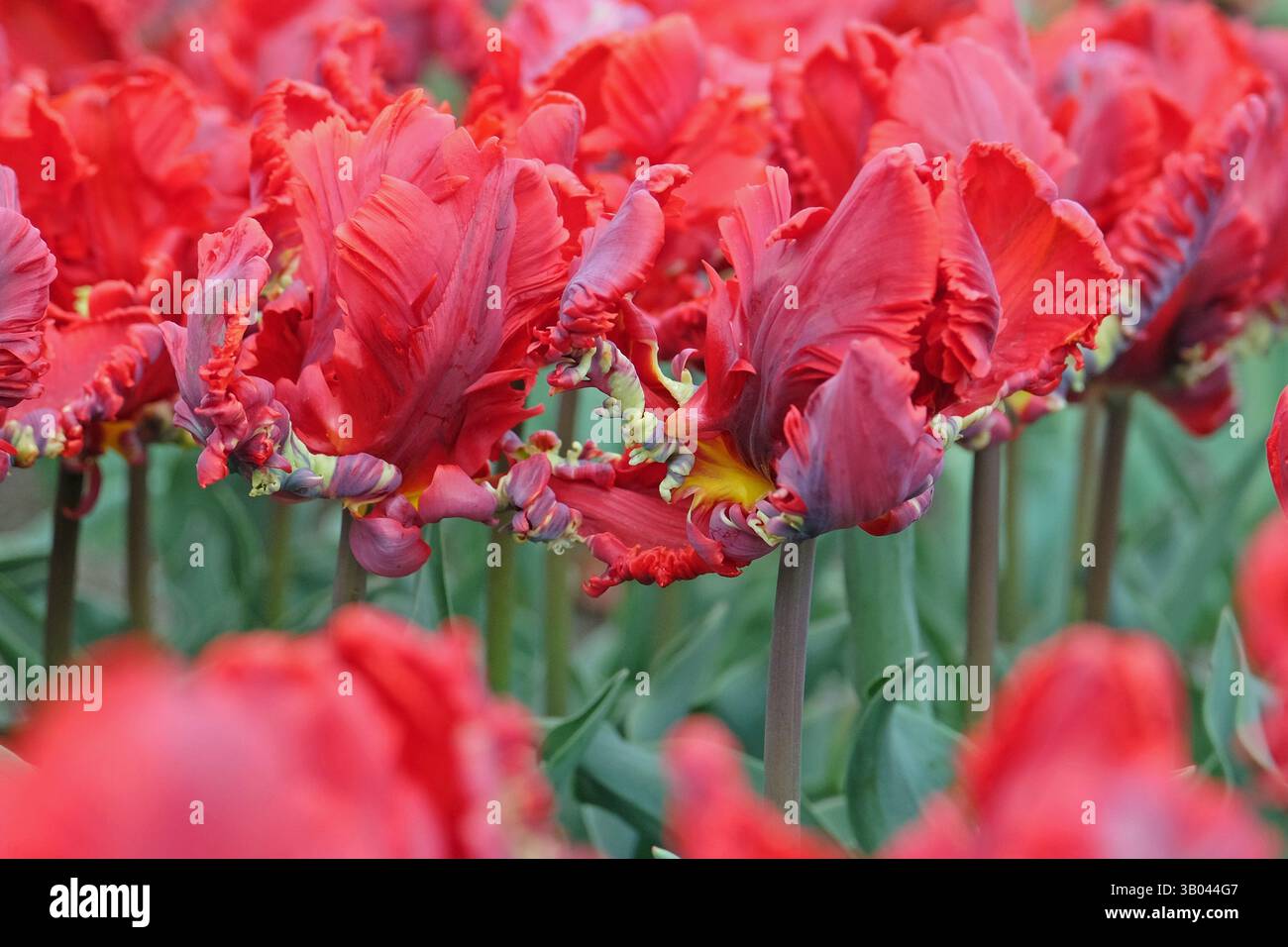 Red frilled parrot Tulip, tulipa ‘Rococo’ in flower Stock Photo - Alamy
