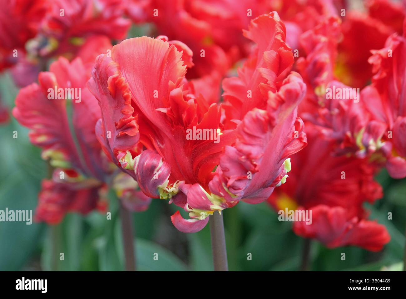 Red frilled parrot Tulip, tulipa ‘Rococo’ in flower Stock Photo - Alamy