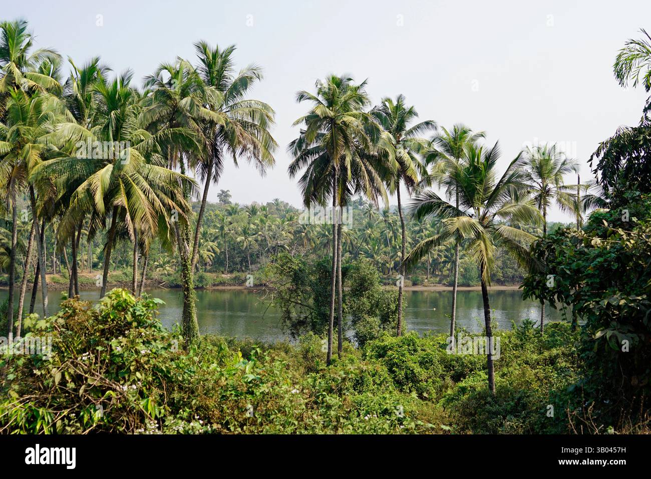 tropical landscape in goa at the terekhol river Stock Photo - Alamy