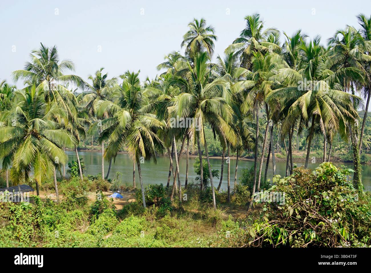 tropical landscape in goa at the terekhol river Stock Photo - Alamy