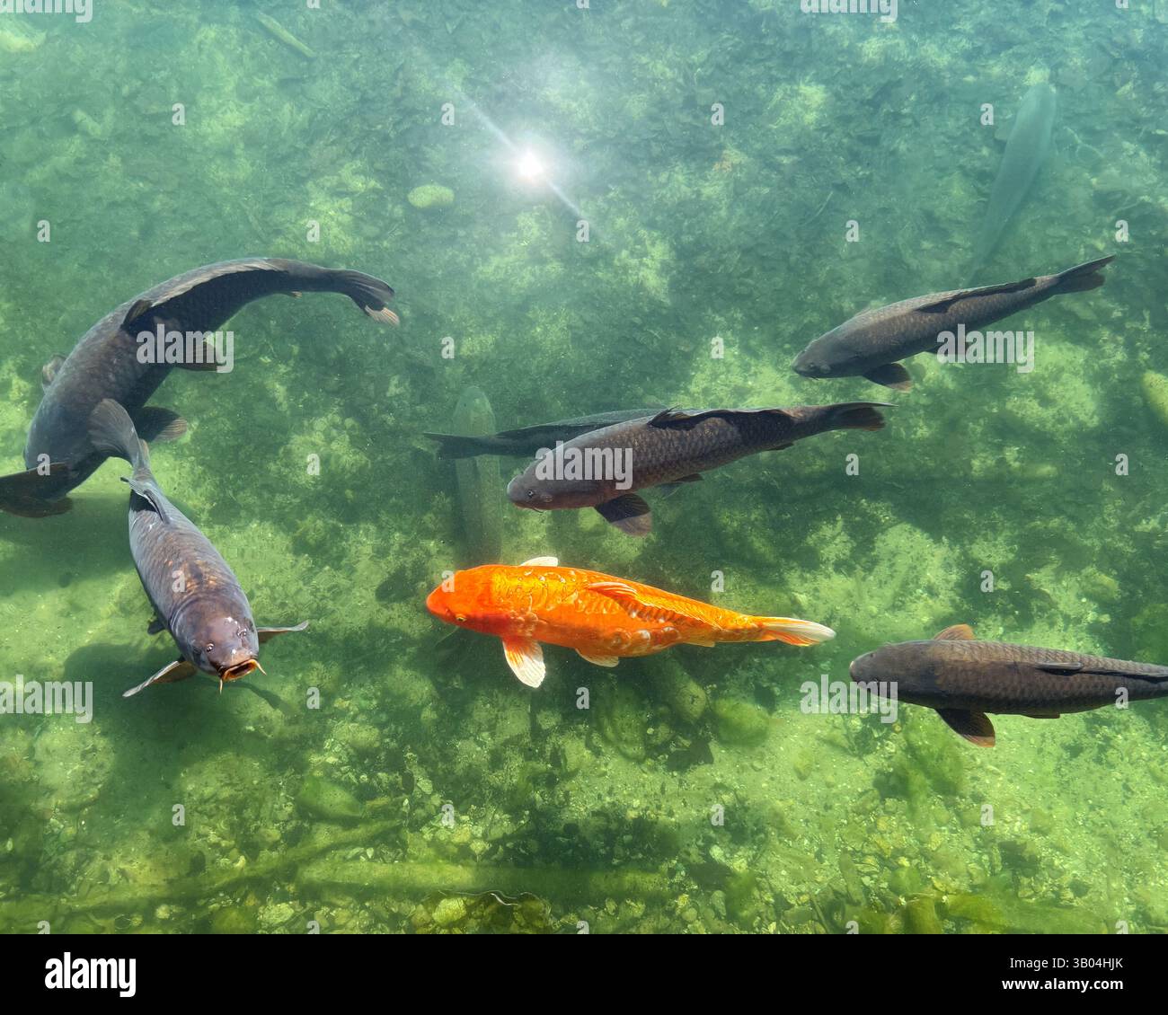 Carp fish or koi fish close-up shot from above swimming in clear ...