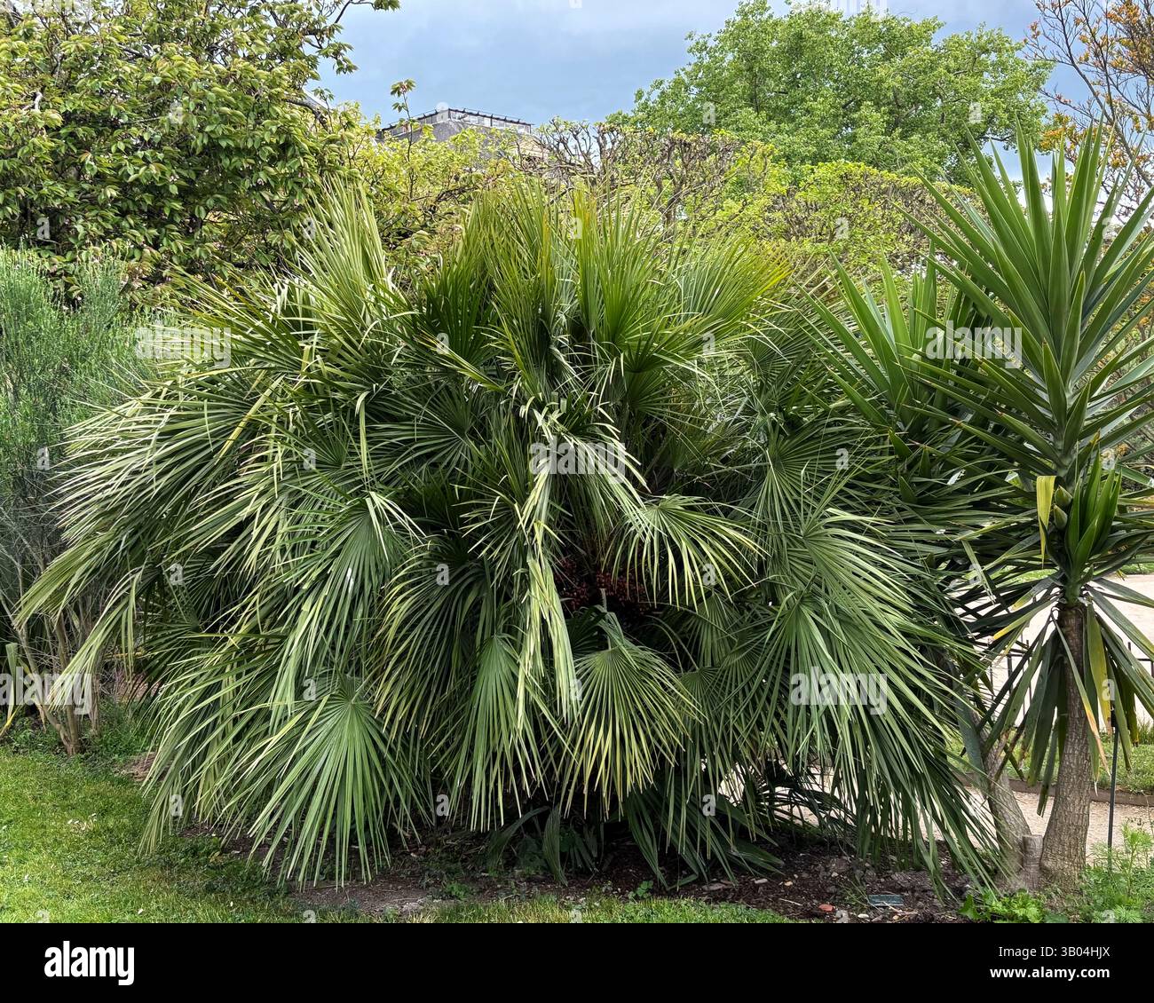 European or Mediterranean fan palm in garden, low-grown tropical plant known as Chamaerops ...