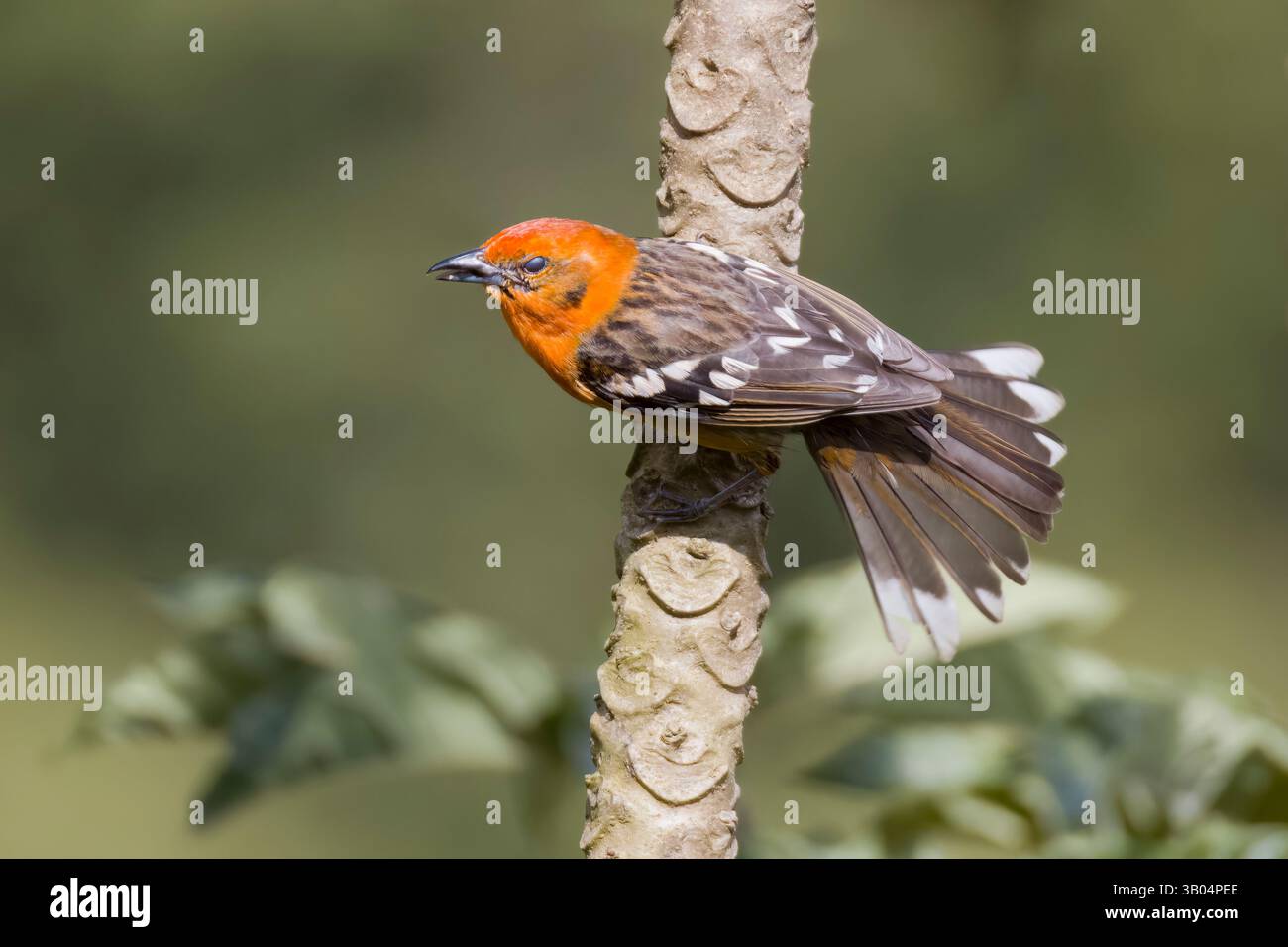 Flame coloured tanager male hi-res stock photography and images - Alamy
