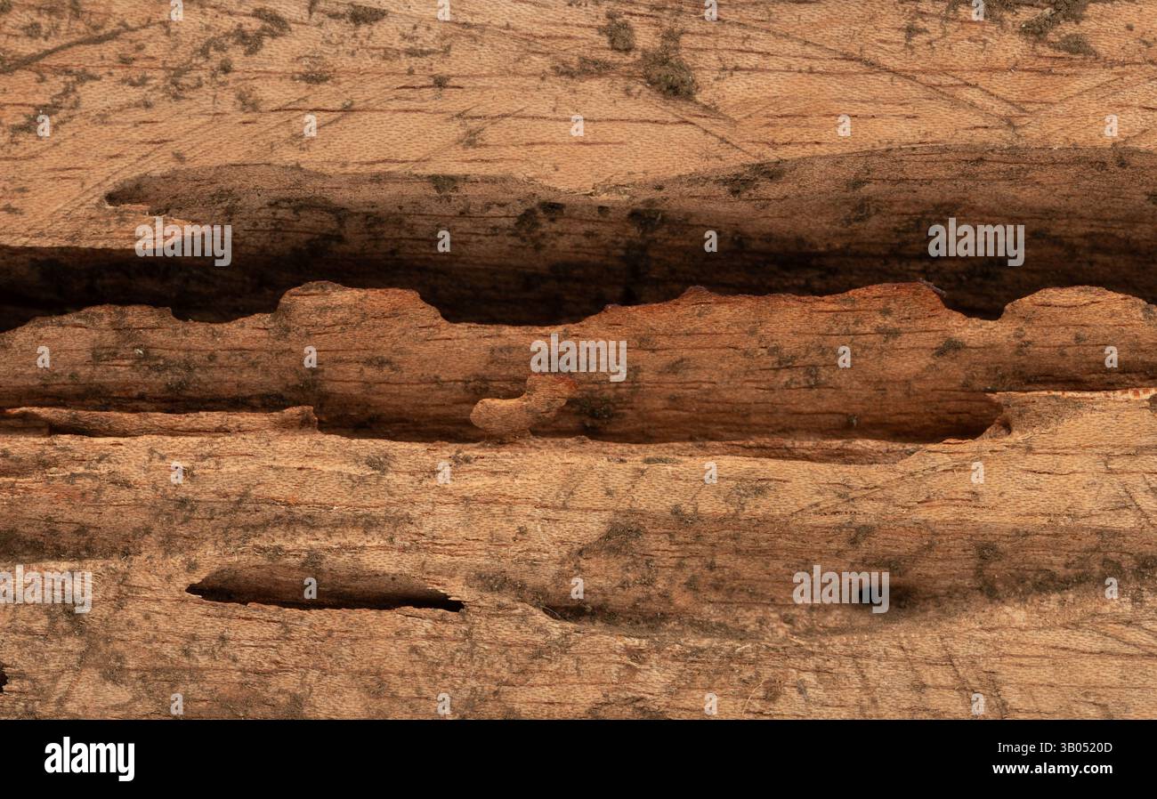 Detailed view of wood surface highlighting unique textures, grain ...