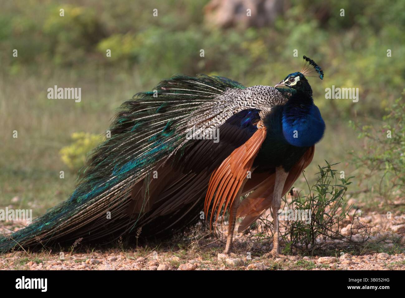Beautiful Peacock spreading its glowing shinning wings; Bird perched on ...