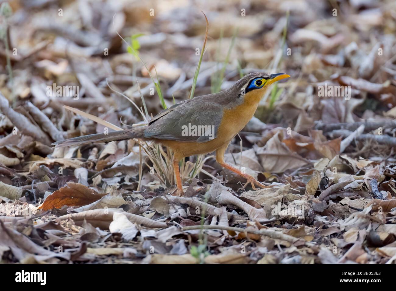 Lesser Ground-Cuckoo in Costa Rica Stock Photo - Alamy