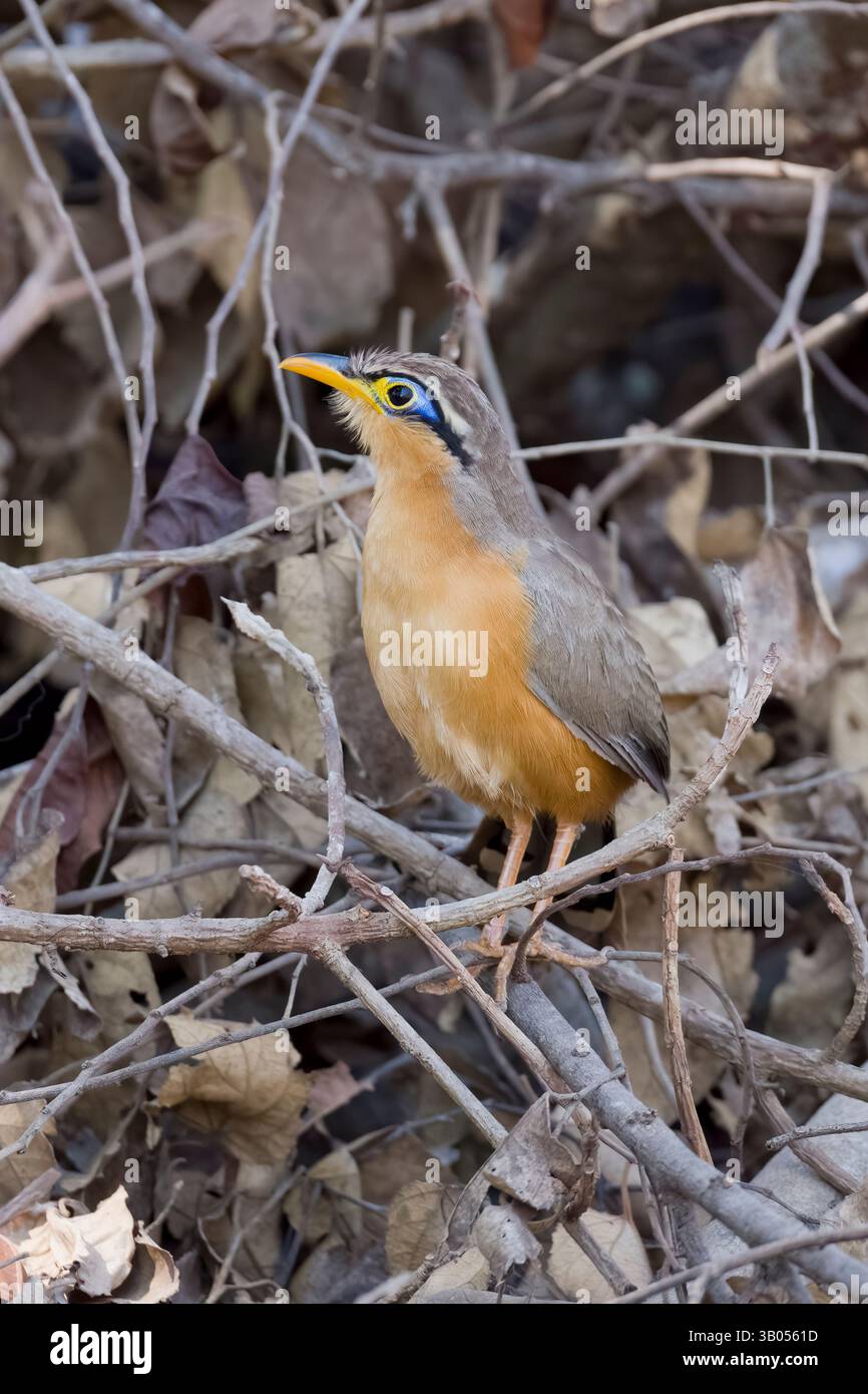 Lesser Ground-Cuckoo in Costa Rica Stock Photo - Alamy