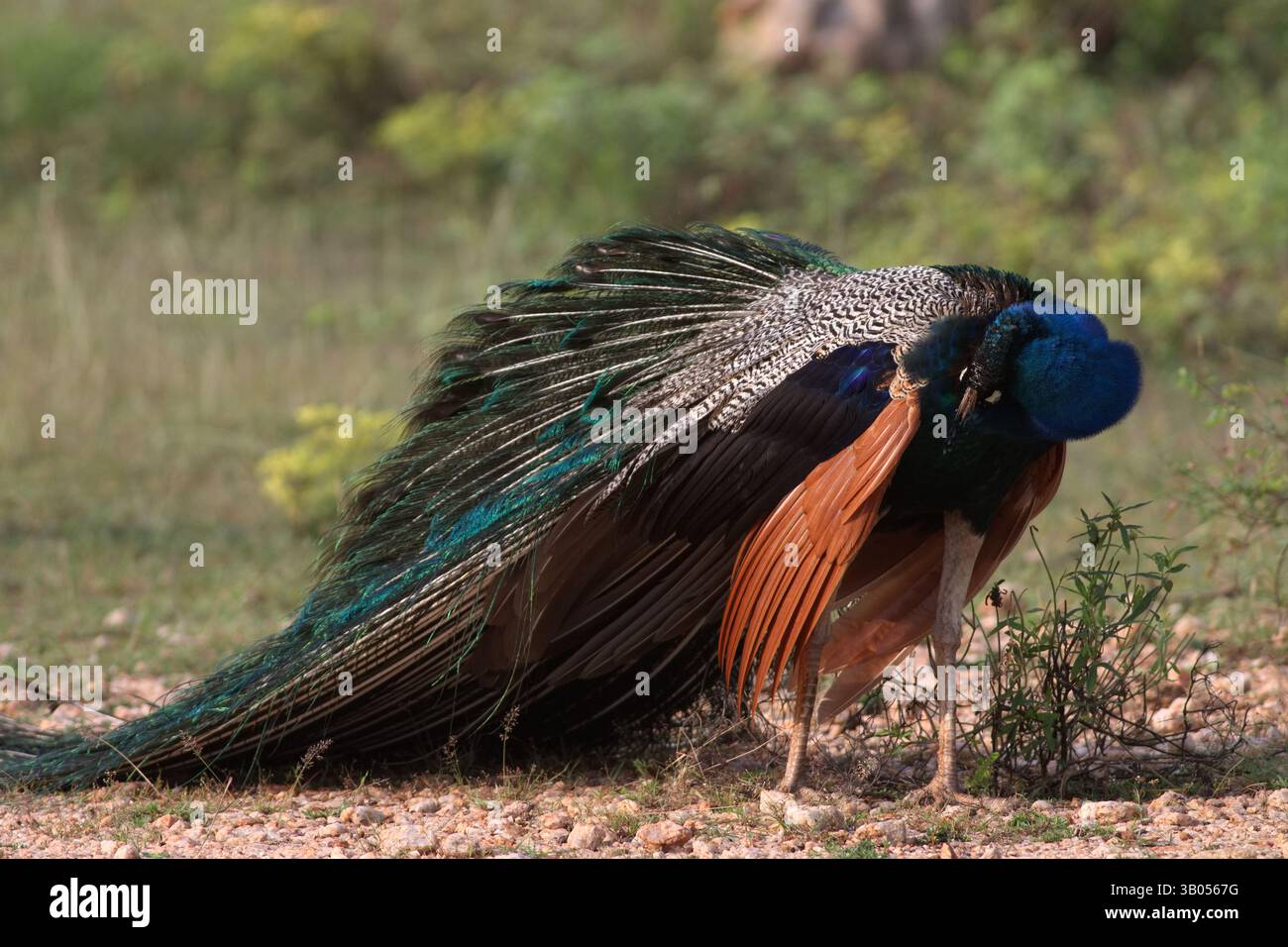 Beautiful Peacock spreading its glowing shinning wings; Bird perched on ...