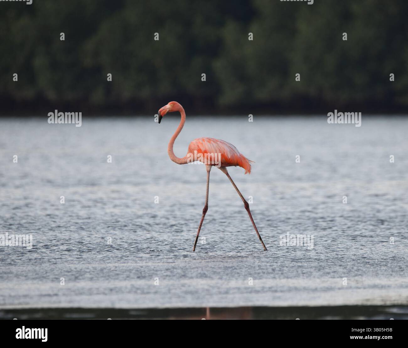 American or Caribbean Flamingos Scientifically known as Phoenicopterus ...
