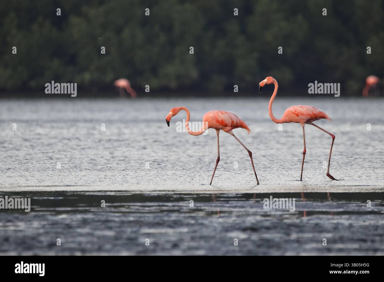 American or Caribbean Flamingos Scientifically known as Phoenicopterus ...