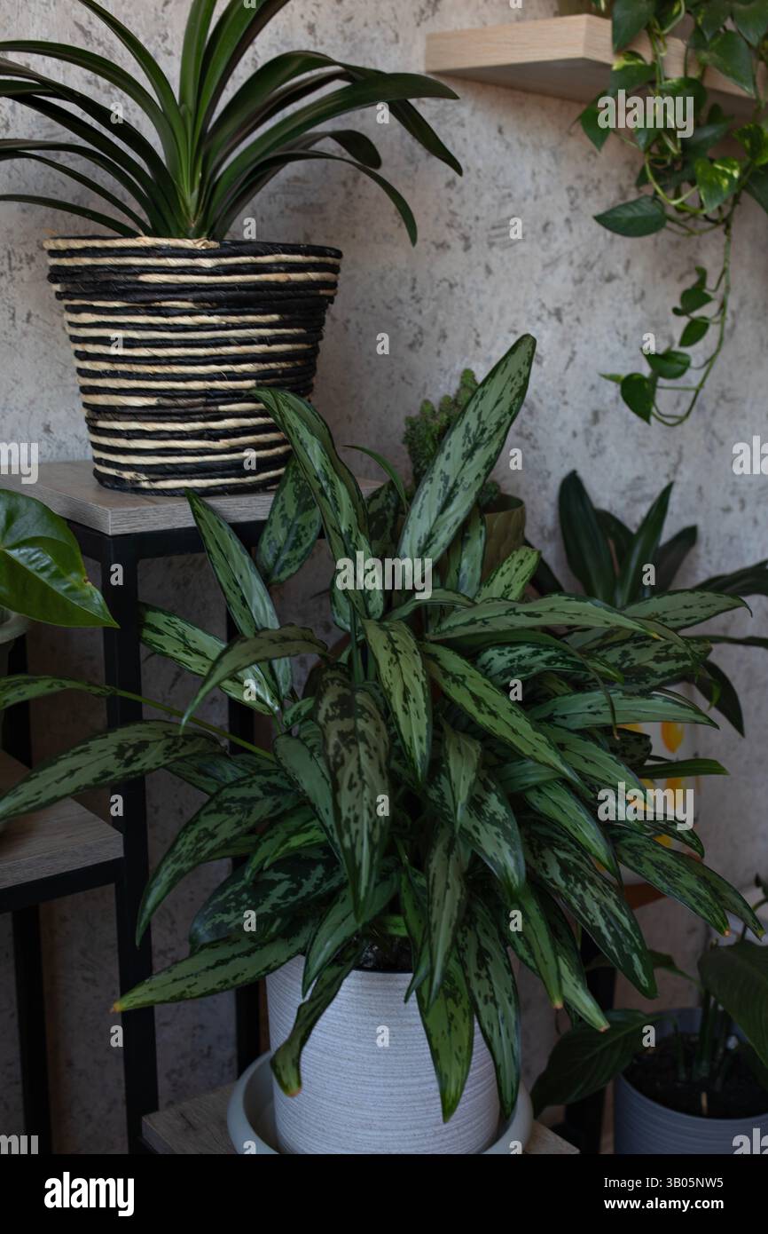 a large Aglaonema (Chinese Evergreen) with variegated green leaves and ...