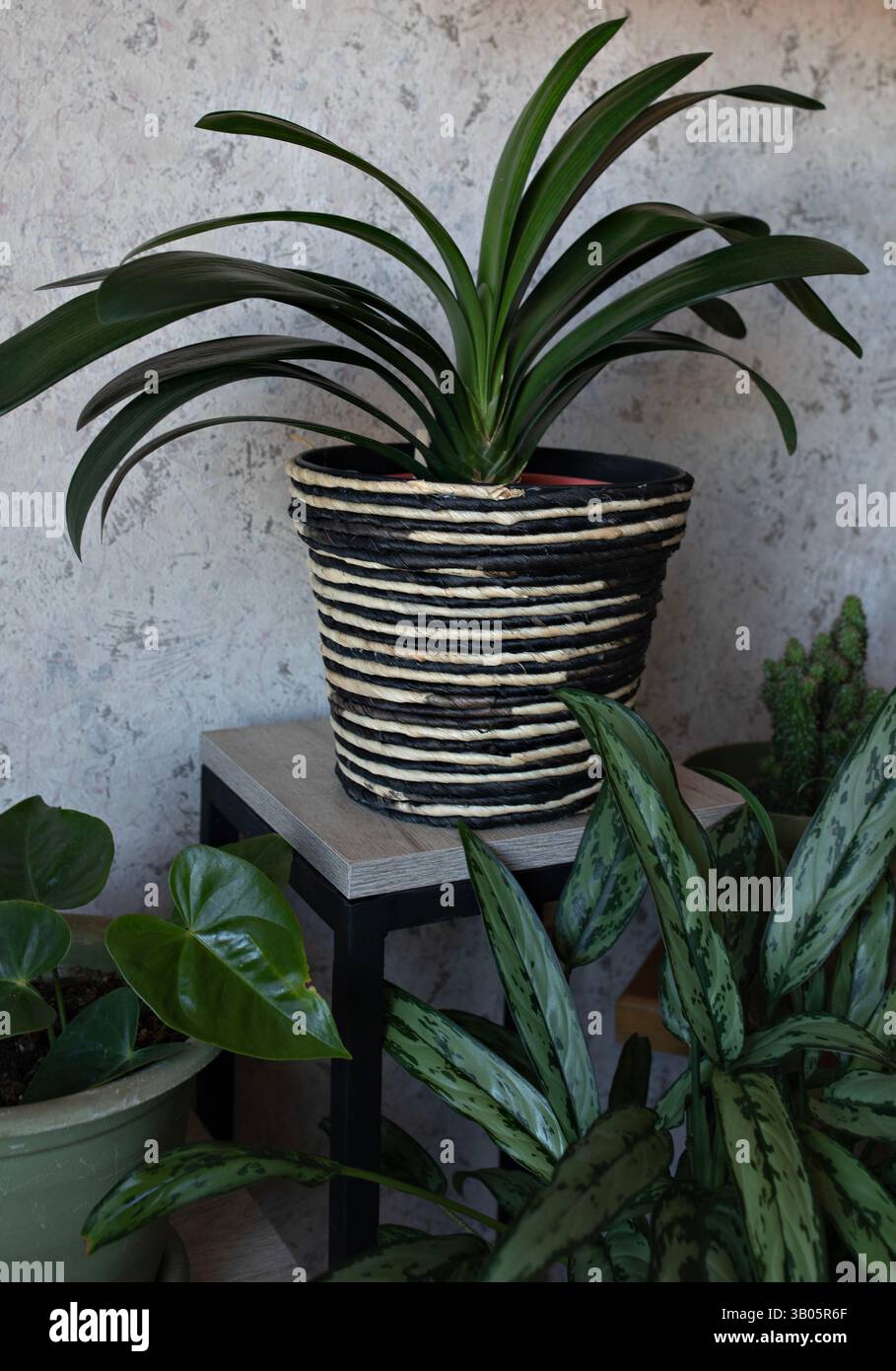 plant in a pot, clivia in a pot Stock Photo - Alamy