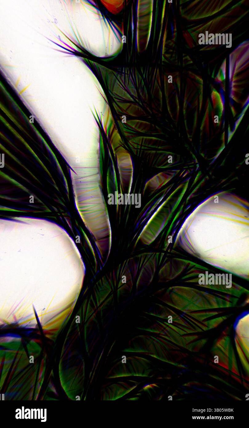 Intertwining strands create hi-res stock photography and images - Alamy