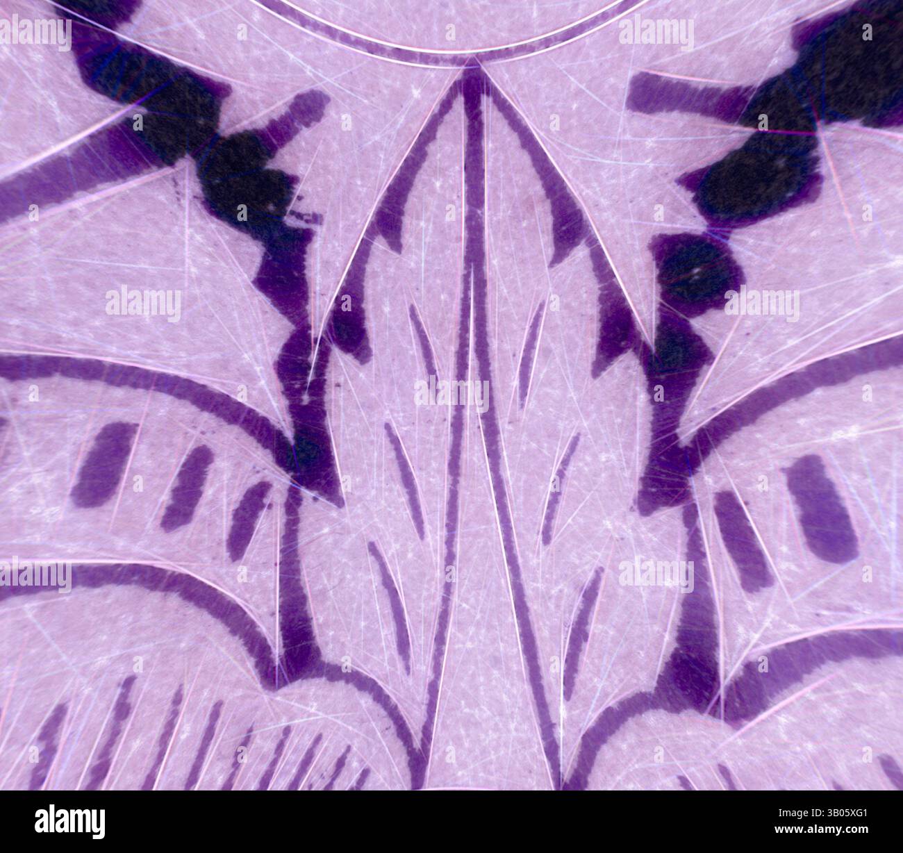 A close-up view showcasing intricate symmetrical patterns, highlighting ...