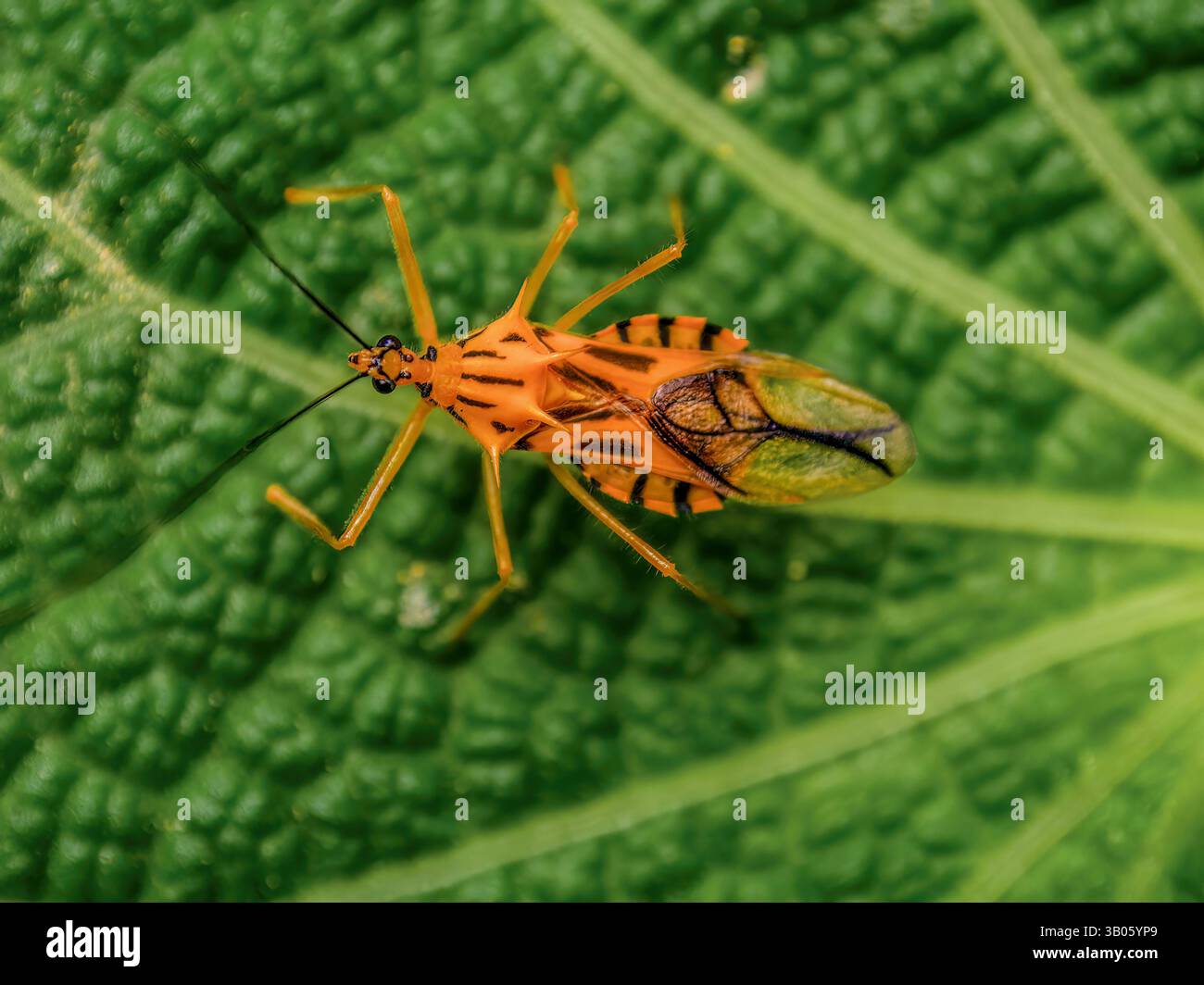 Extreme macro photography piper hi-res stock photography and images - Alamy