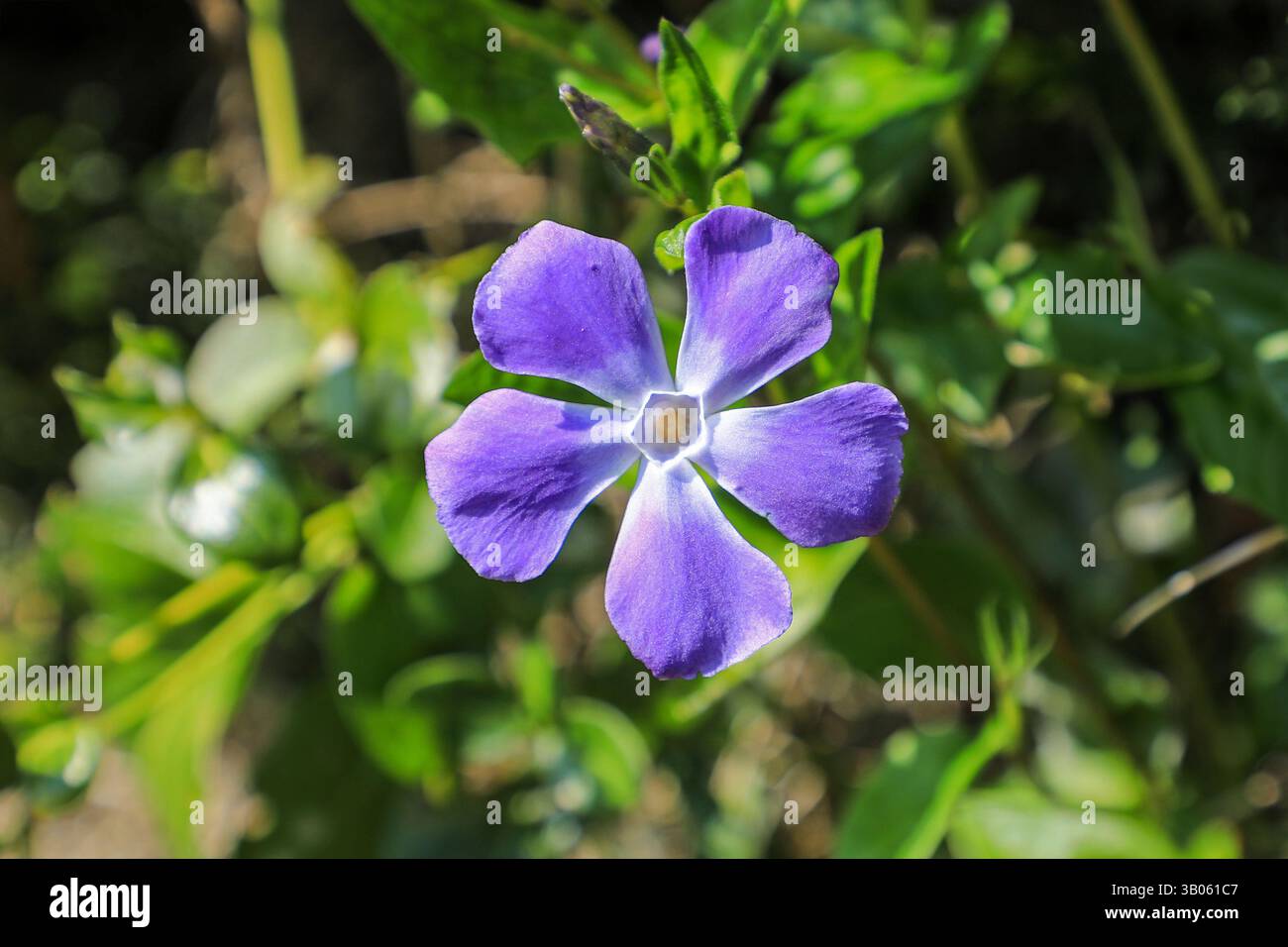 A flower of a Vinca major, common names, bigleaf periwinkle, large ...