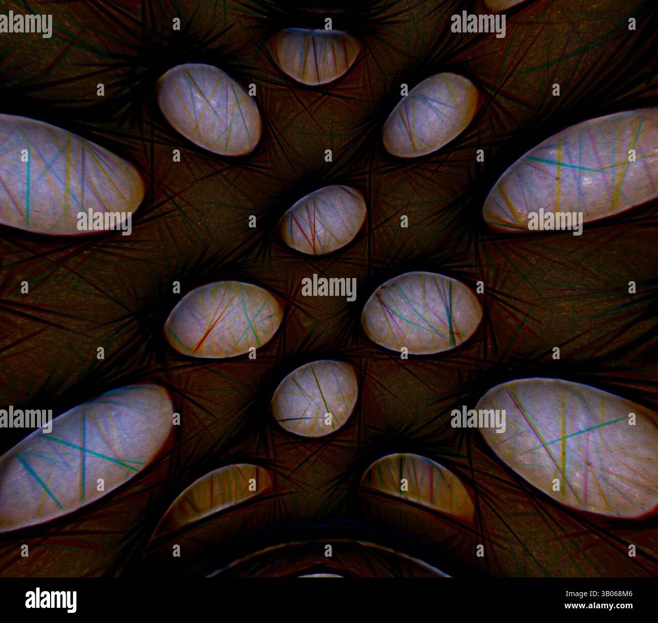 A series of oval shapes with intricate textures and subtle colors ...