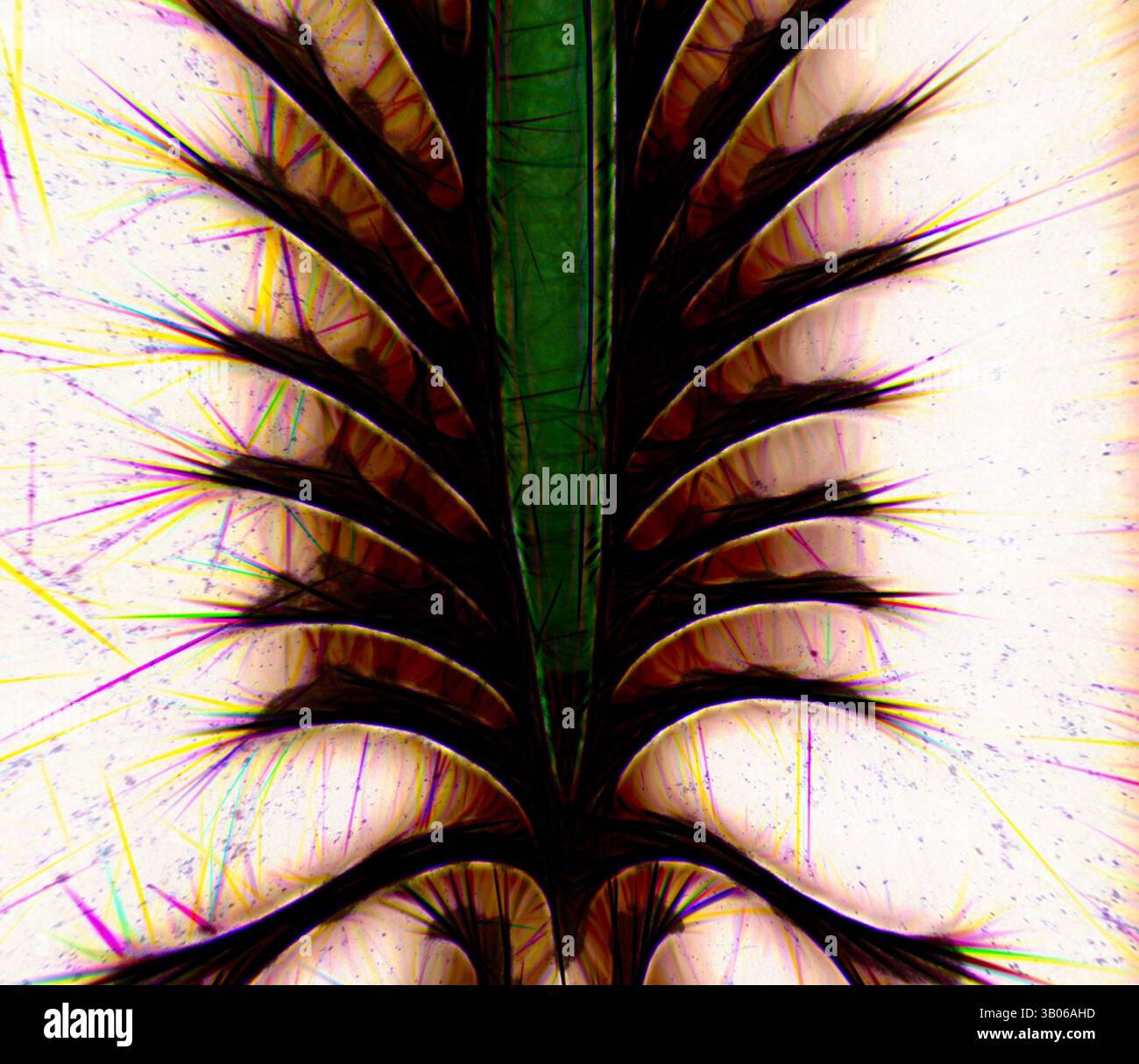 The intricate structure showcases a central green spine with delicate ...