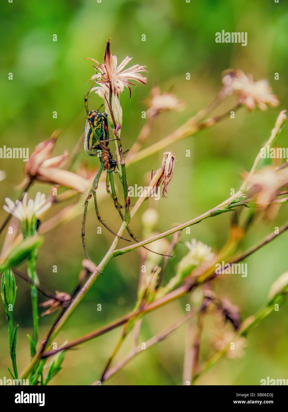 Macro photography of an exotic orchard spider hanging from the stem of ...