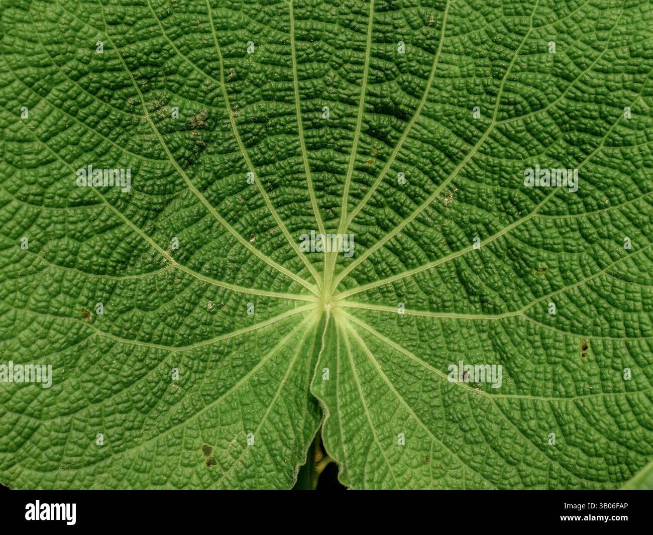 Macro photography of a piper peltatum leaf and radial veins, captured ...