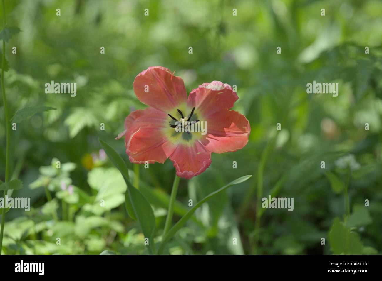 Nature embraced this tulip, its magnificent color taking center stage in the photo Stock Photo ...