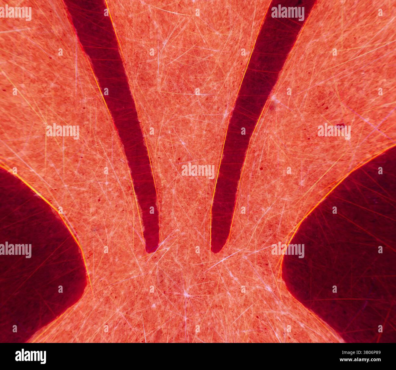 An intricate pattern of vibrant red fibers interweaves, creating a ...