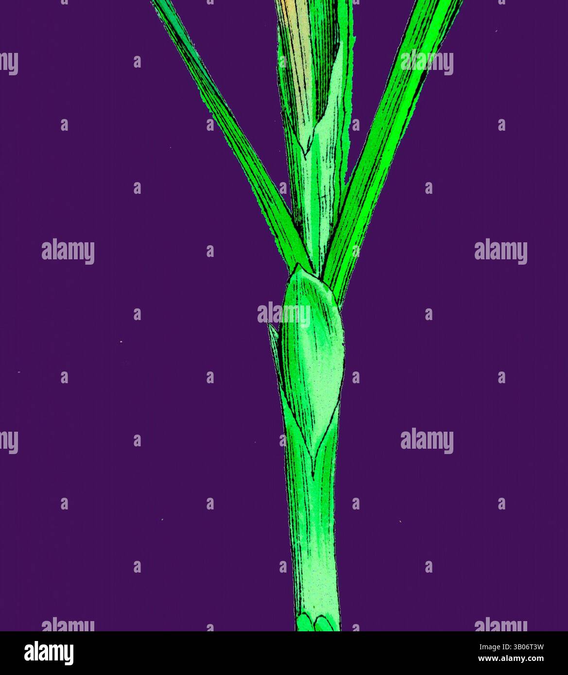A vibrant green stalk with distinct nodes and leaves, set against a ...