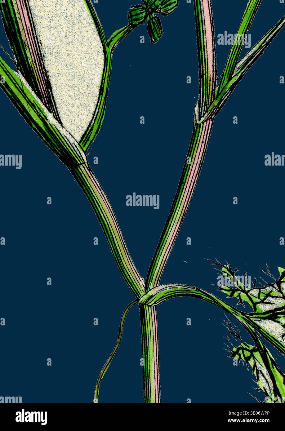 A close-up view of a delicate plant, showcasing slender green stems and ...
