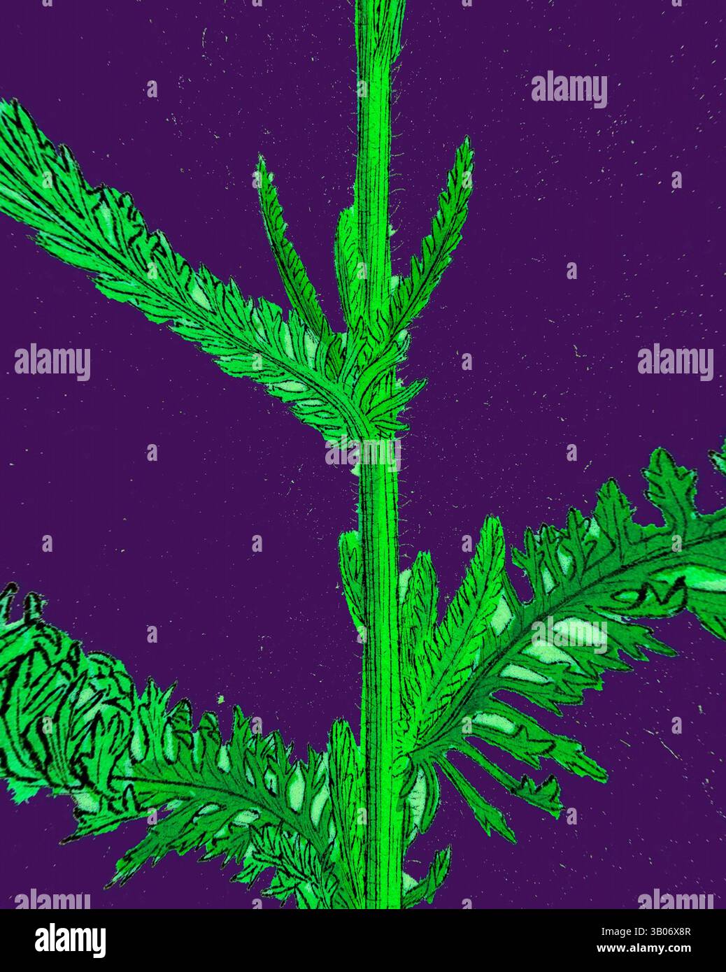 A vibrant green plant stem rises against a rich purple backdrop ...