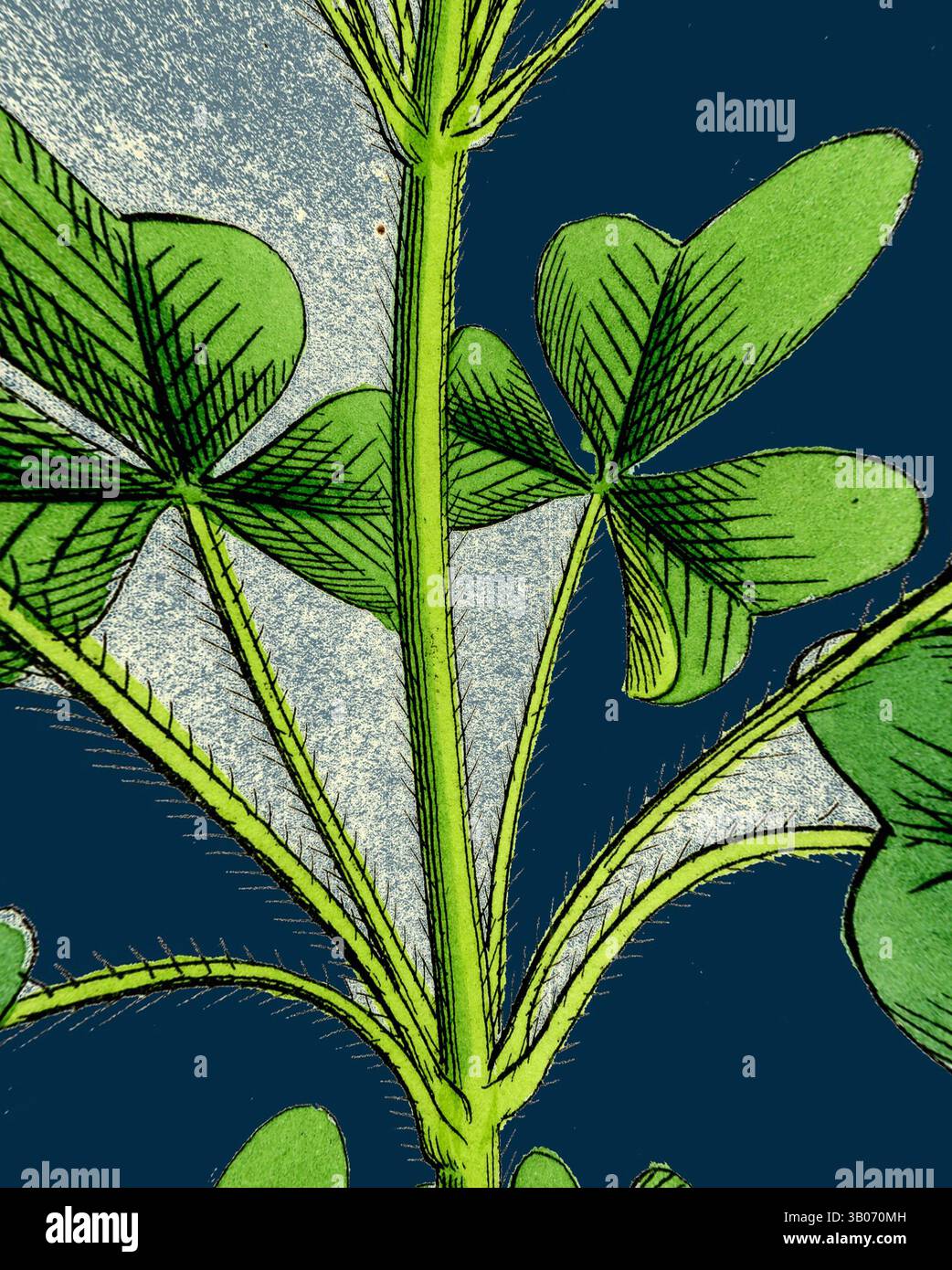 Clover plant showcases hi-res stock photography and images - Alamy