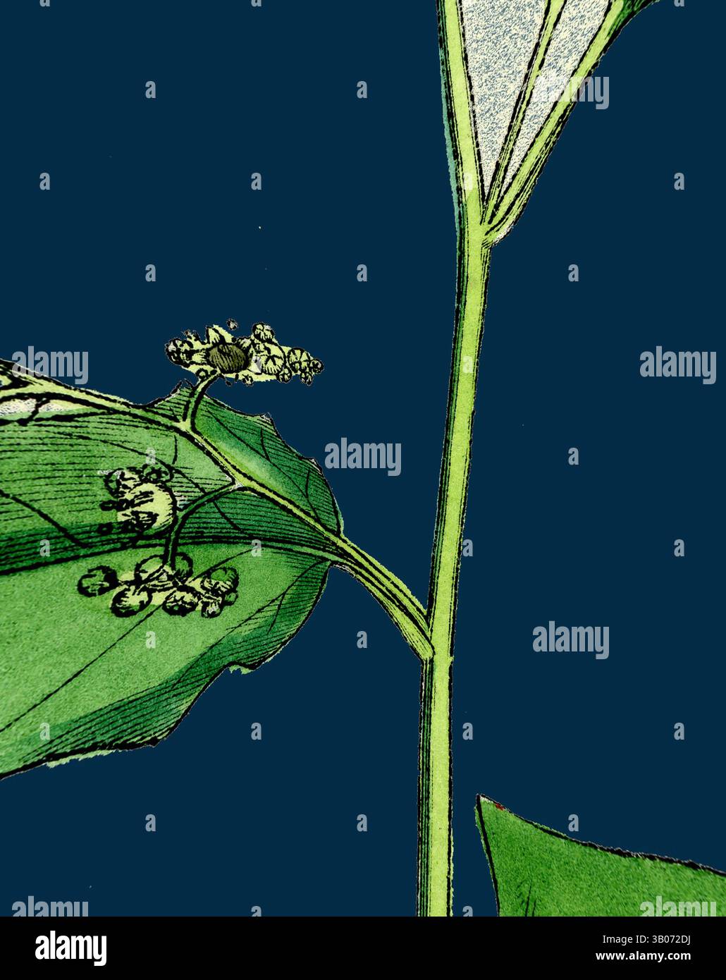 A detailed botanical illustration featuring a green plant stem with ...