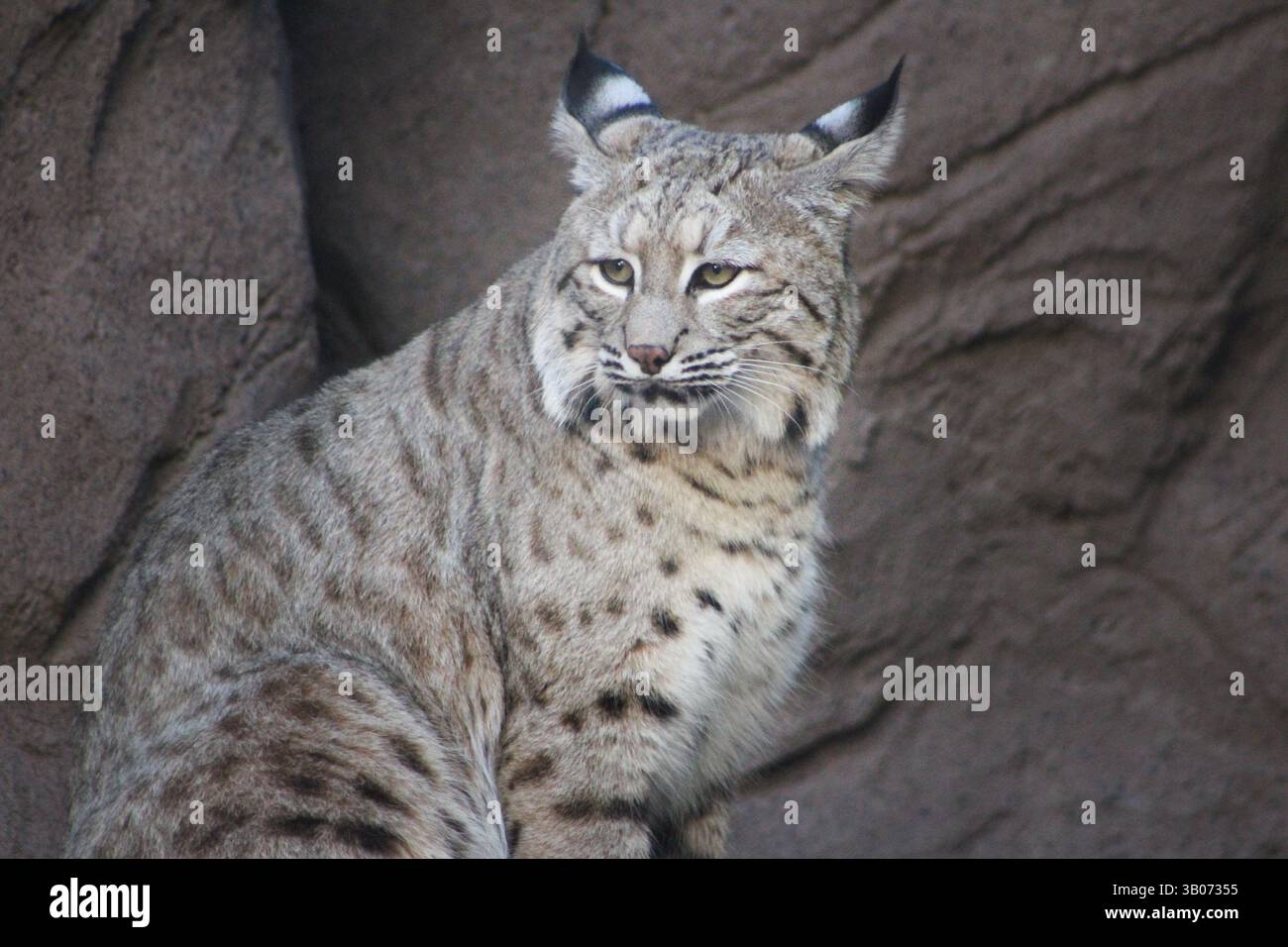 Sad bobcat hi-res stock photography and images - Alamy