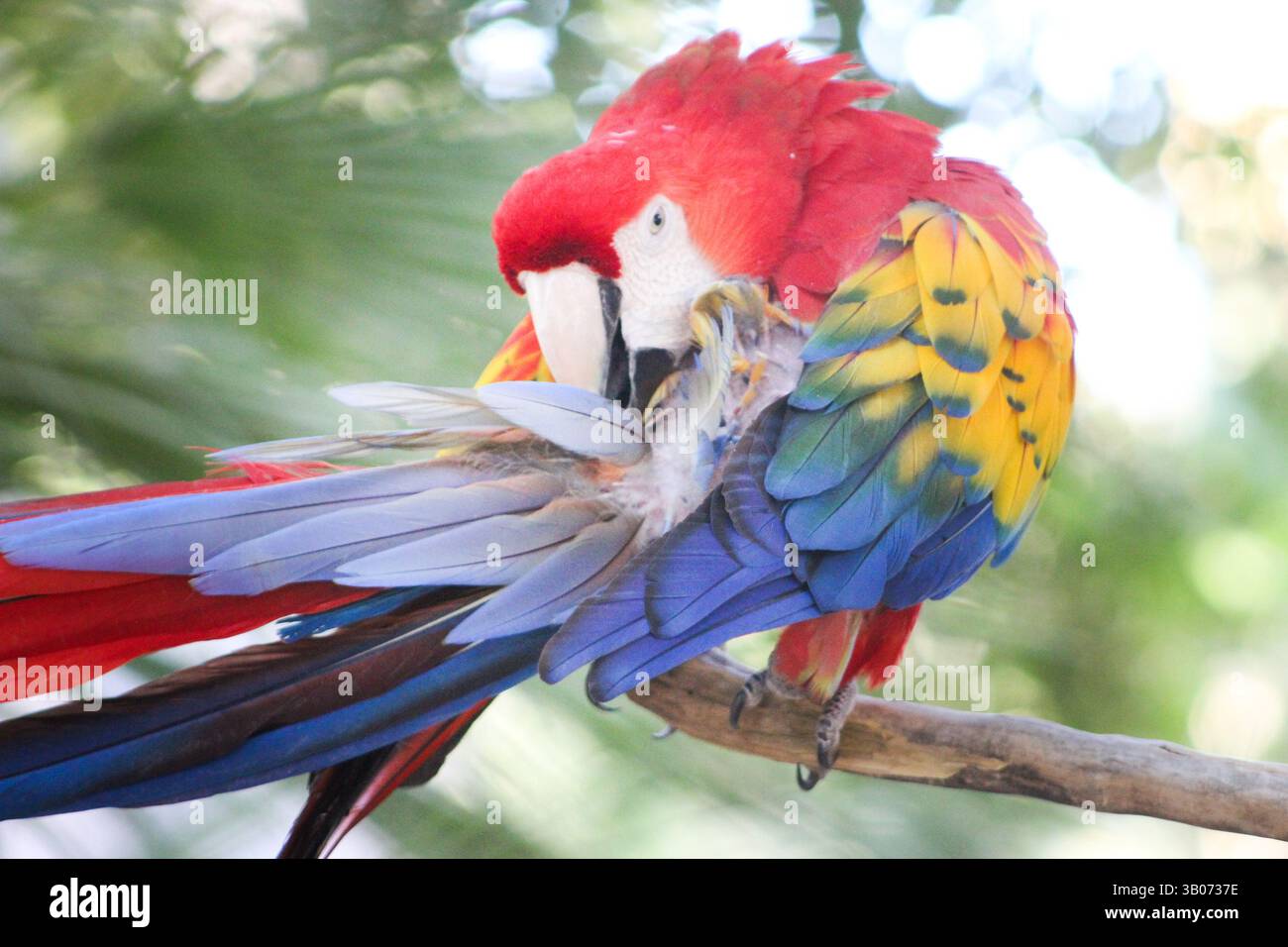 This photo shows a Parrot at the Phoenix Zoo in 2015 Stock Photo - Alamy
