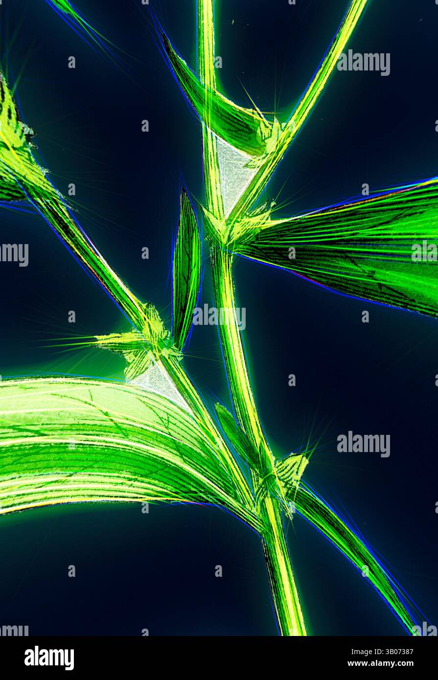 An intricate arrangement of green plant leaves and stems, highlighted ...