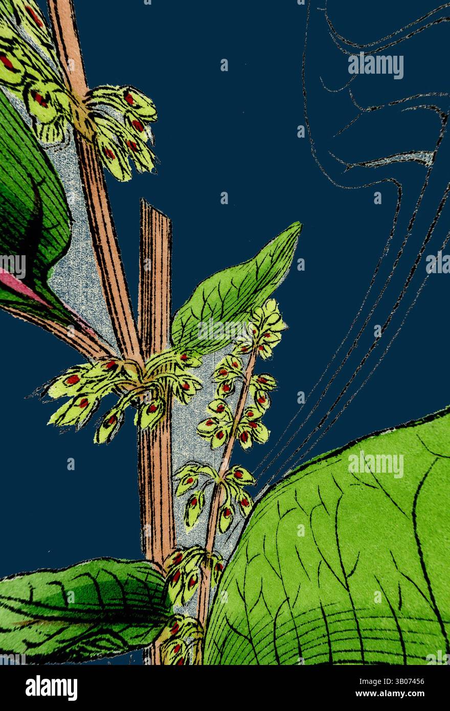 A detailed illustration of a plant branch featuring vibrant green ...