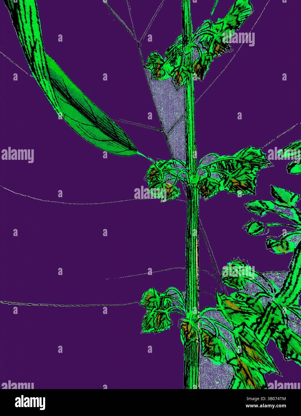 A vibrant green plant stalk emerges against a rich purple background ...