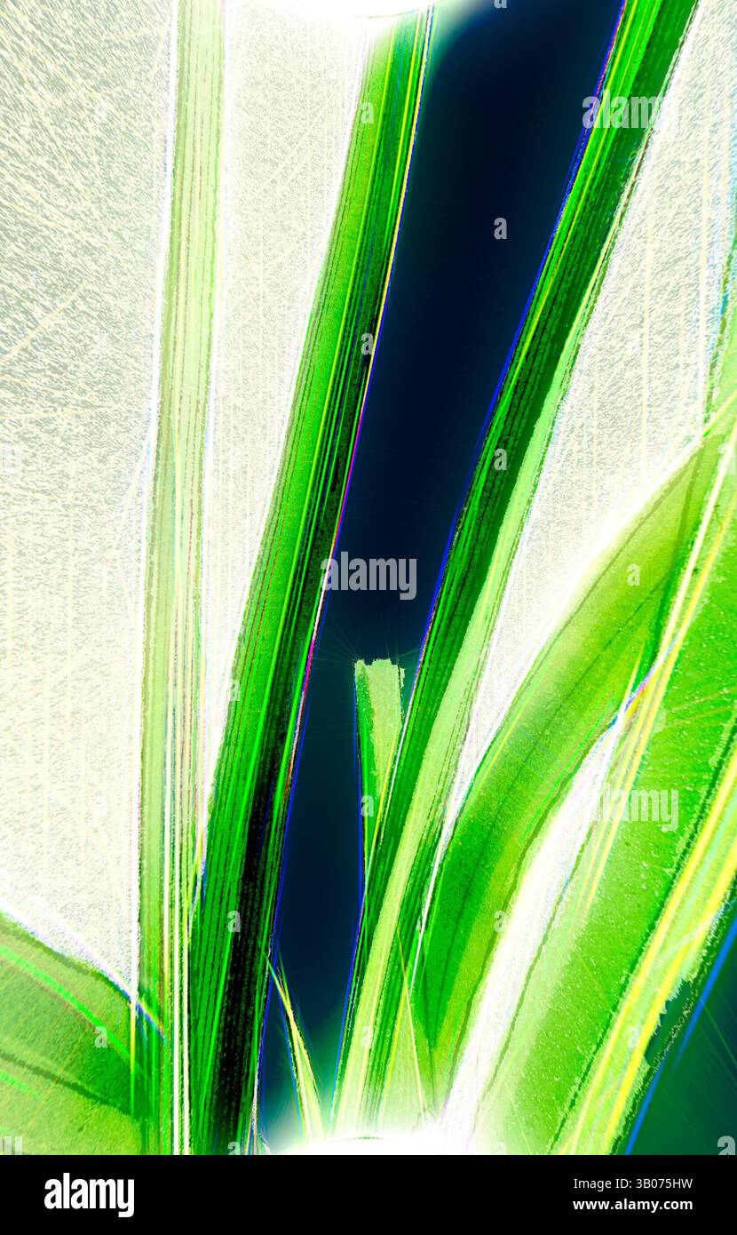 Vibrant green plant leaves stretch upward, their sleek forms contrasted ...