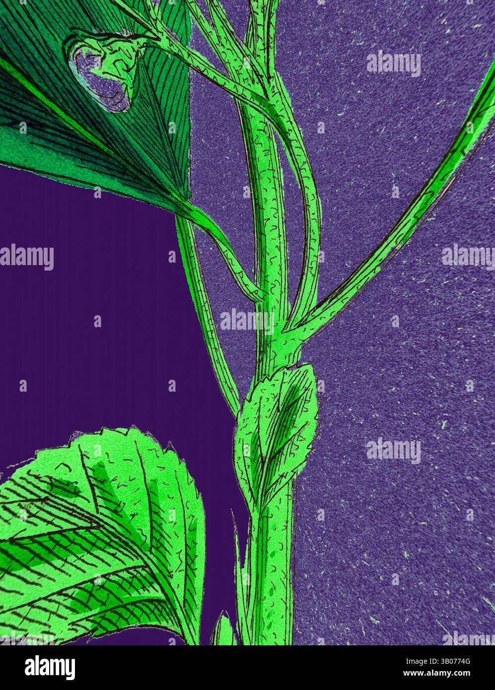 A close-up view of a stem and leaves, showcasing intricate details and ...