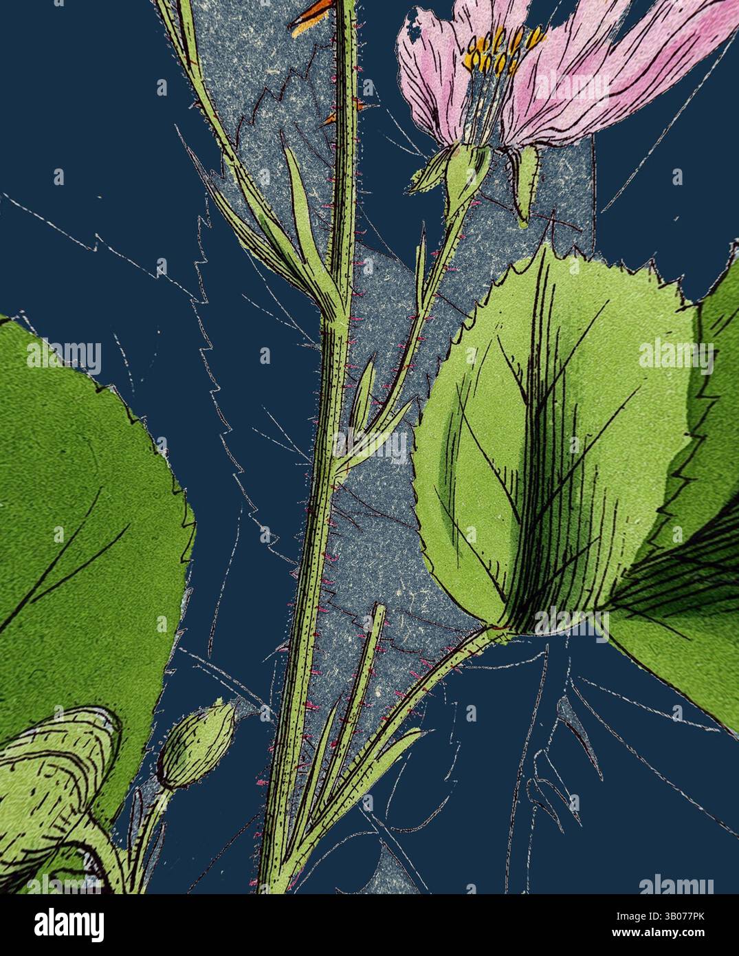 A detailed illustration of a flowering plant, showcasing vibrant green ...