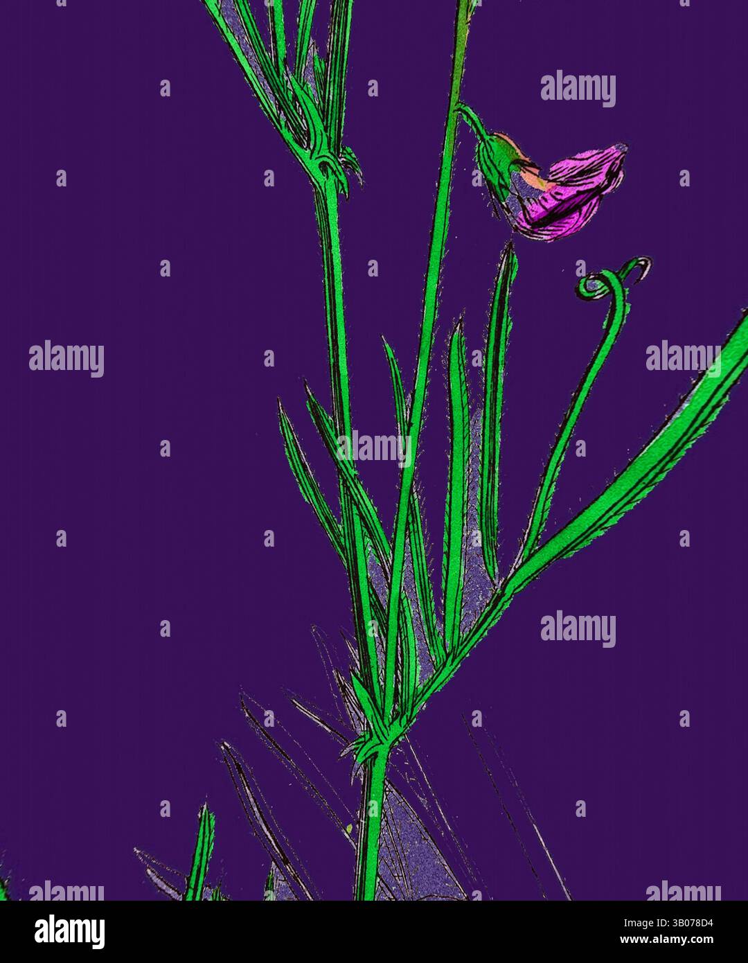 A delicate flower bud emerges from slender green stems, surrounded by ...