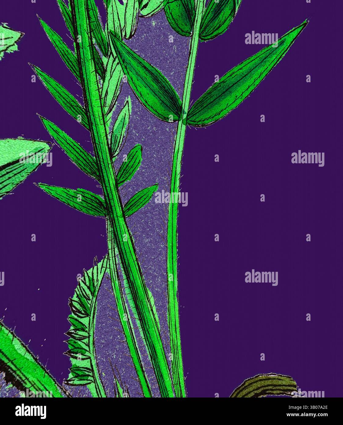 A close-up view of vibrant green plant stems and leaves against a ...