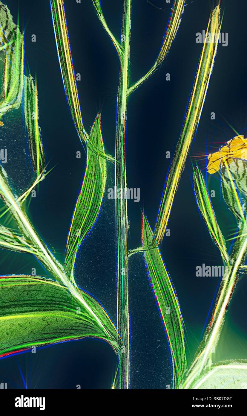 A close-up view of delicate plant stems and leaves, highlighted by ...