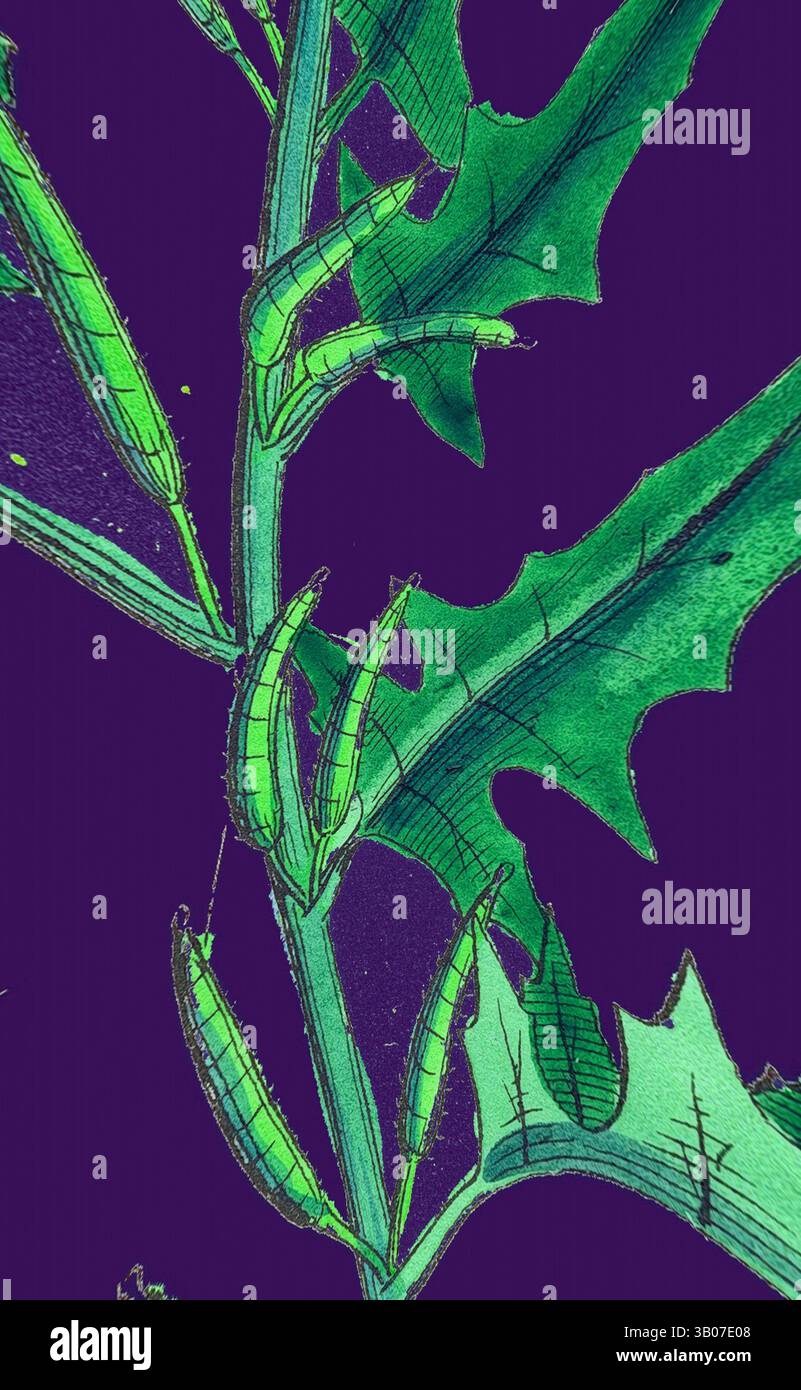 A vibrant green plant features elongated pods nestled among jagged ...